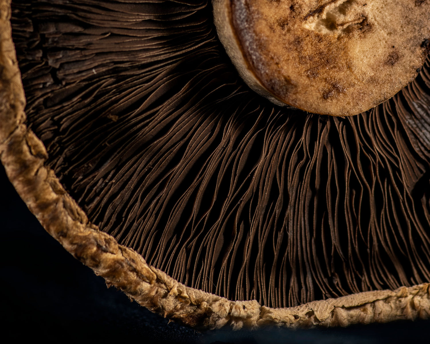 Victor and Valor - A Lifestyle Merchant of Premium Goods